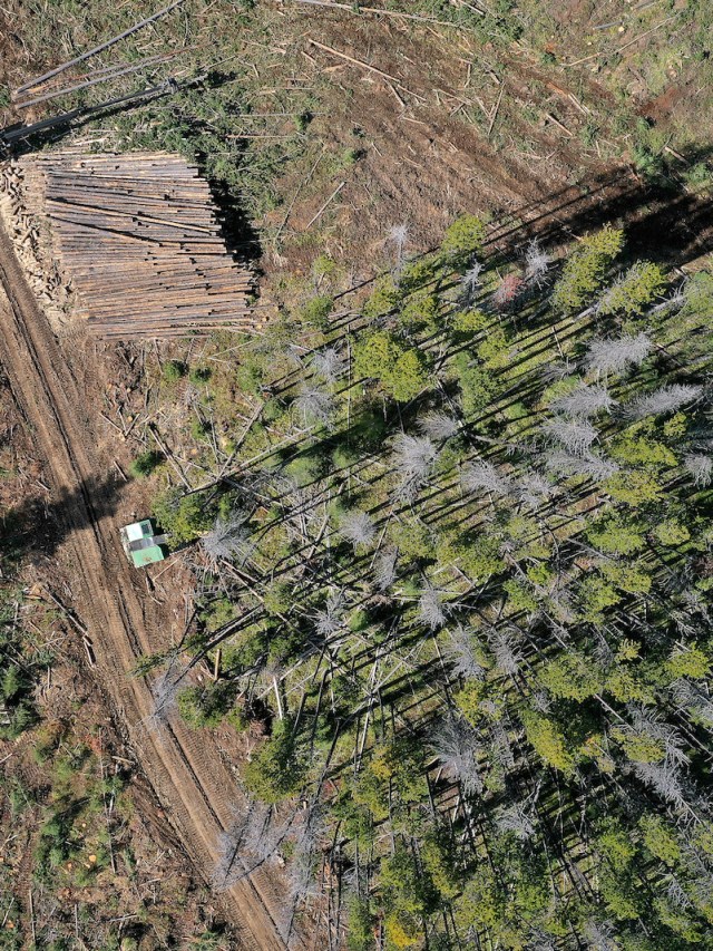 Logging is destroying southern forests — and dividing environmentalists ...