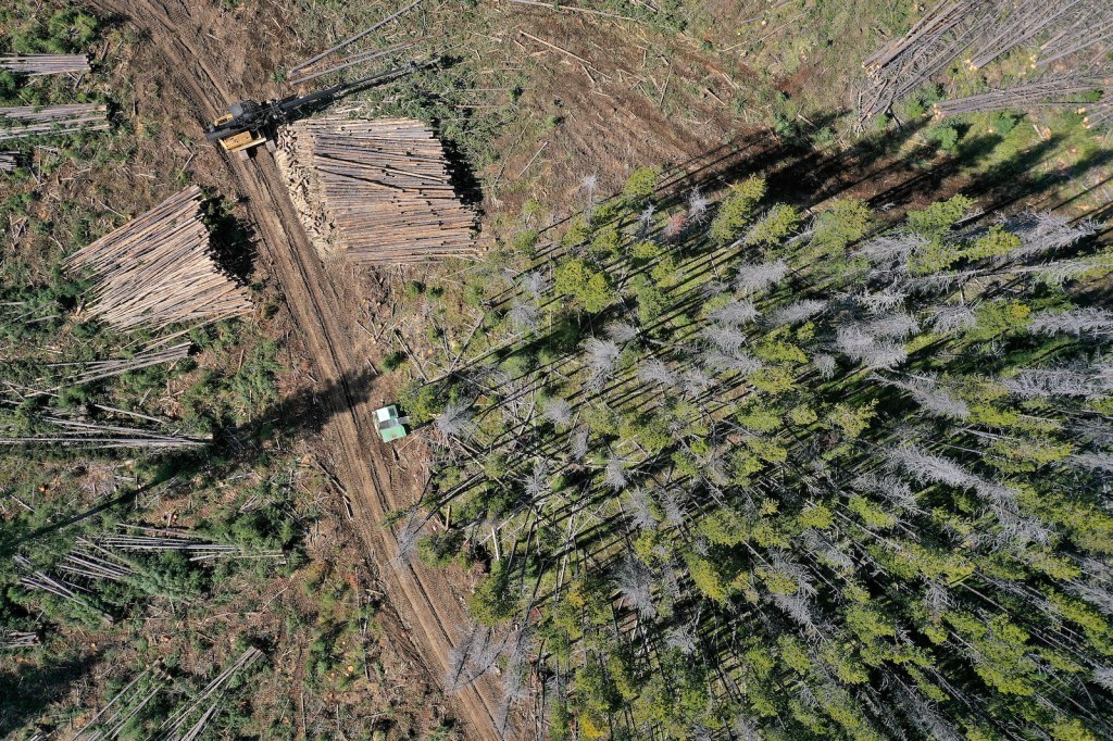 Logging is destroying southern forests — and dividing environmentalists ...