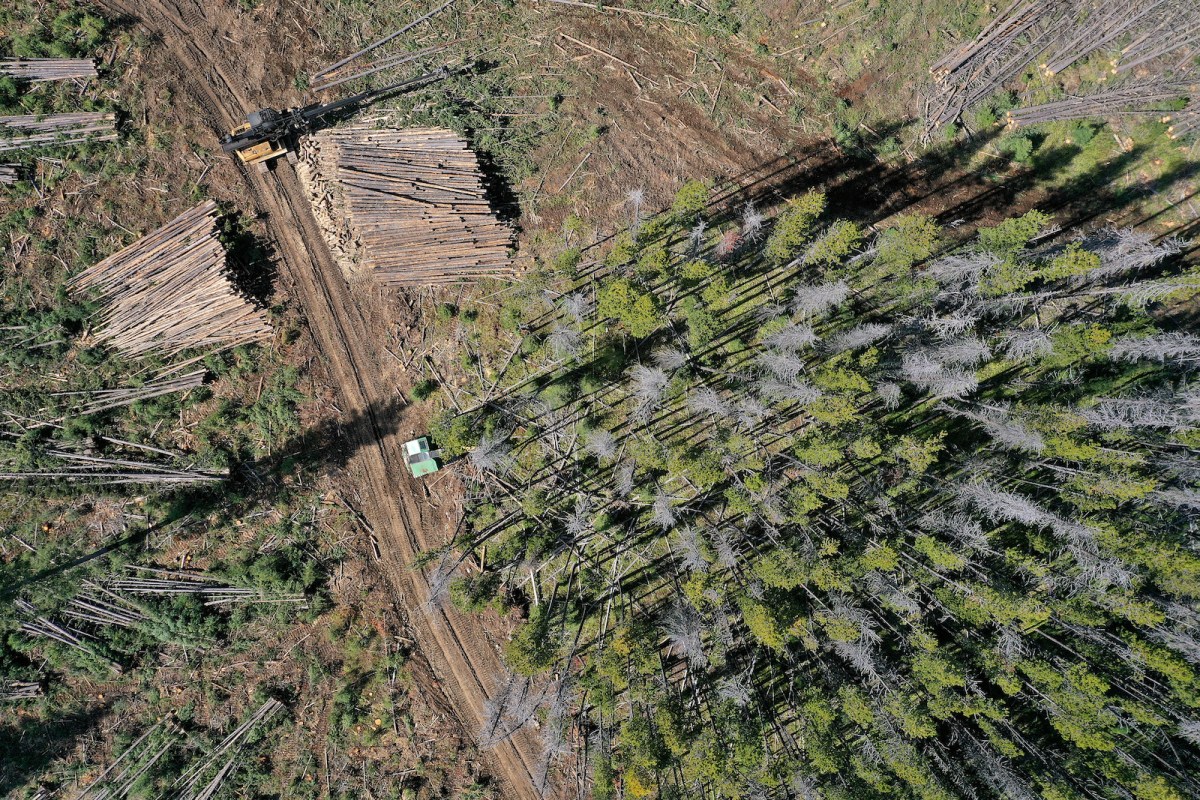 Logging is destroying southern forests — and dividing environmentalists ...
