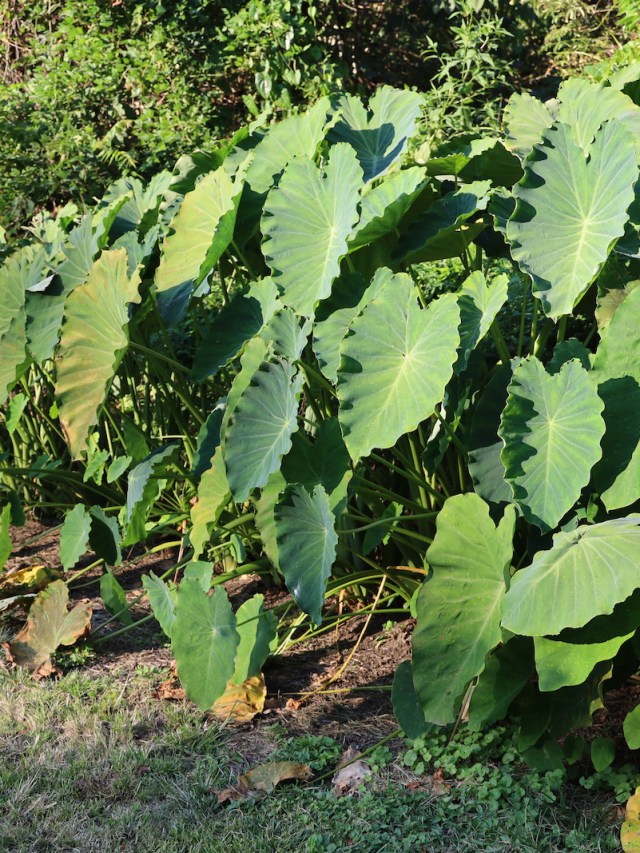 As North Carolina warms, one farm is turning to a tropical crop: Taro ...