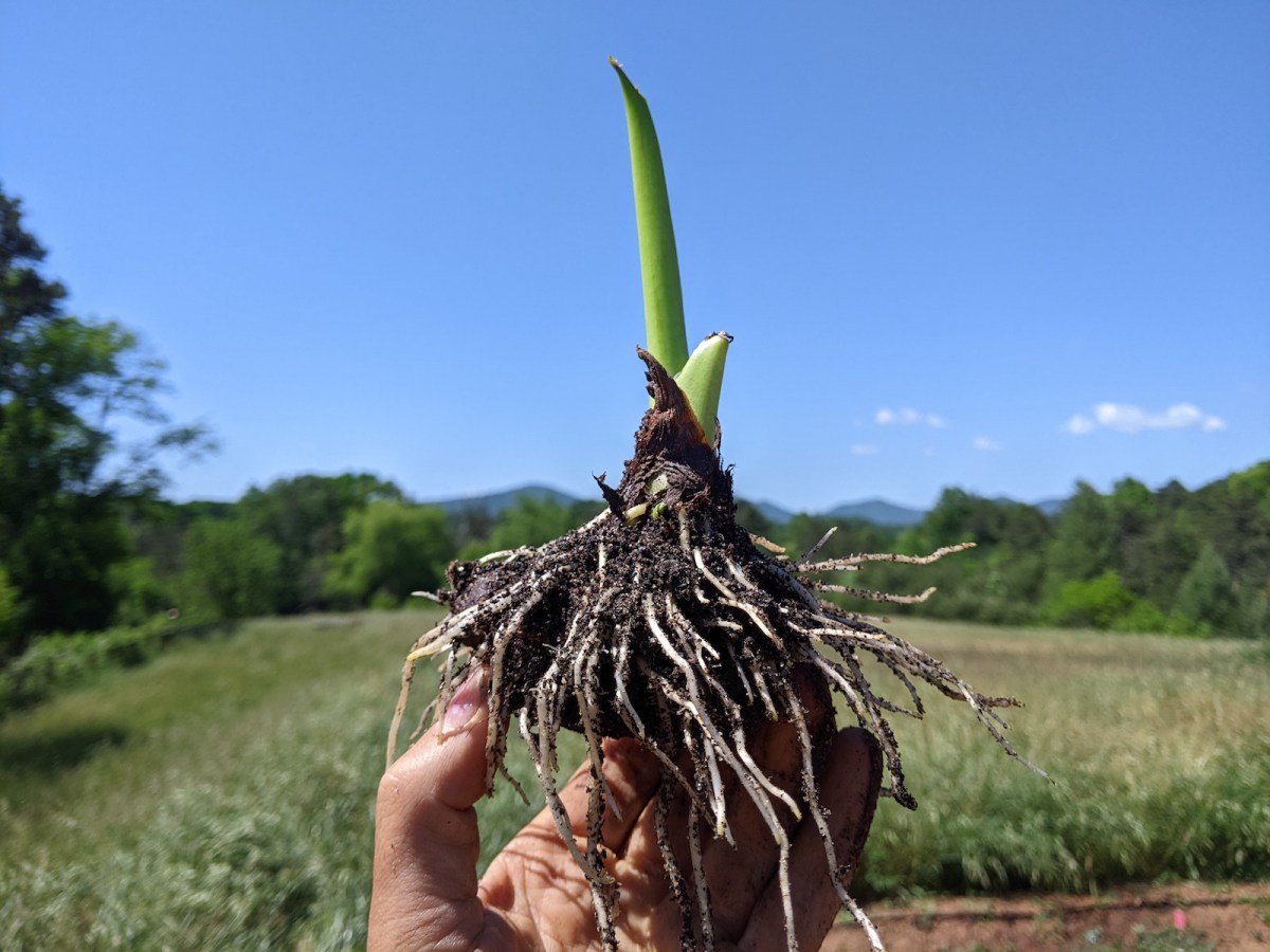 As North Carolina warms, one farm is turning to a tropical crop: Taro ...