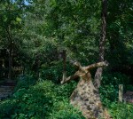 How foraging for edible plants helped me connect with my roots | Grist