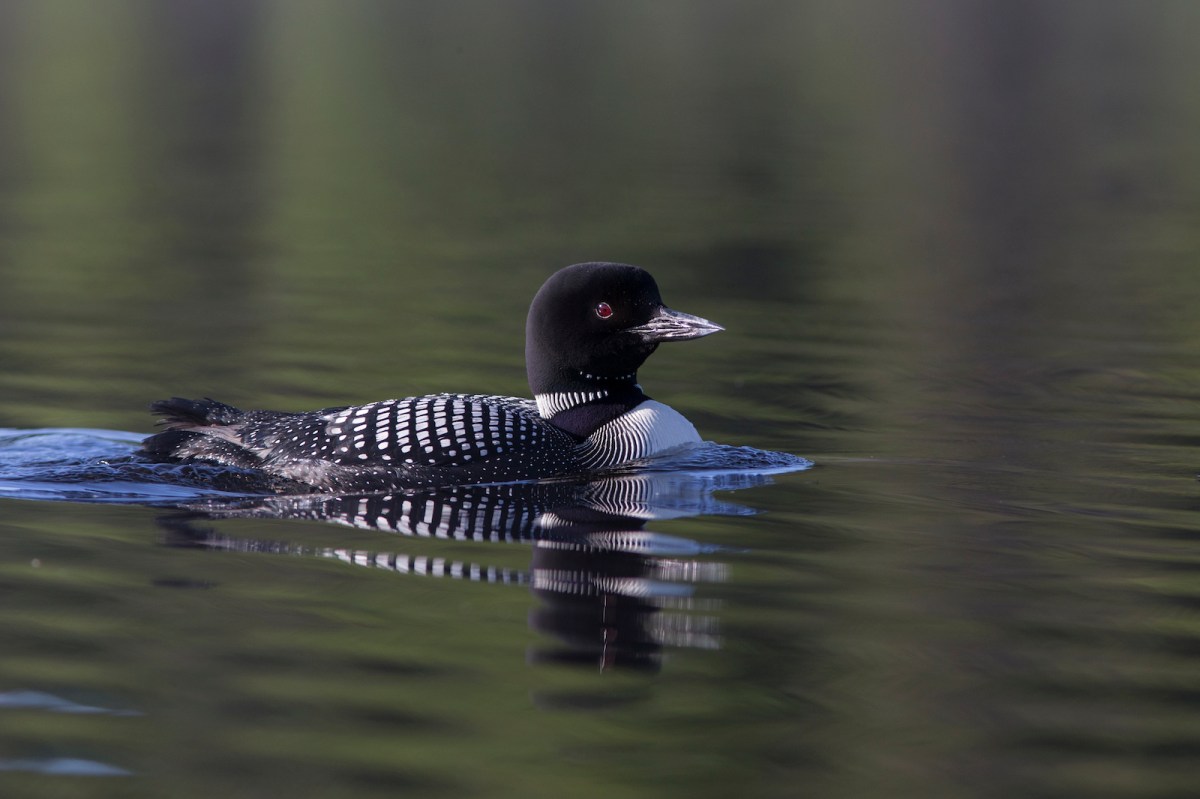 How climate change is muting nature’s symphony | Grist