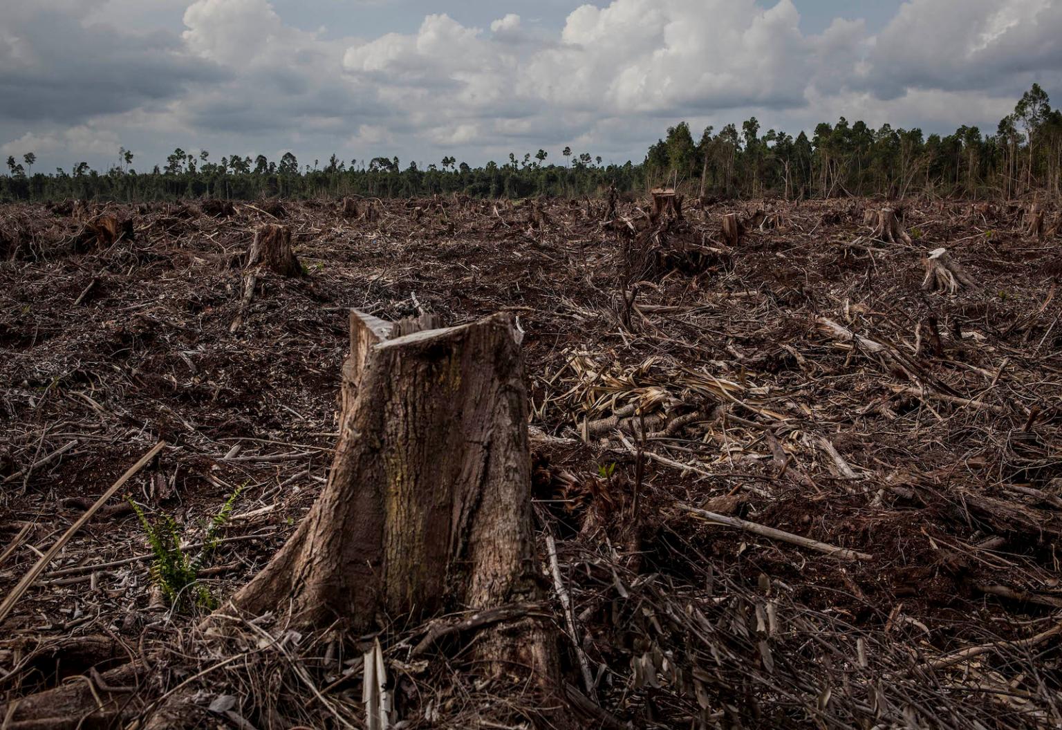 200 million acres of forest cover have been lost since 1960 | Grist