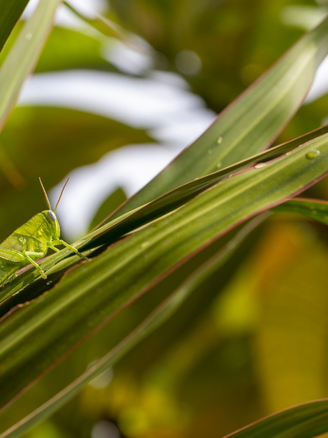 How climate change is muting nature’s symphony | Grist