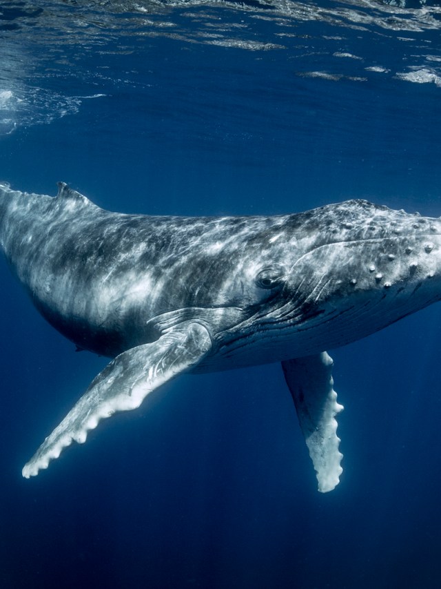 How climate change is muting nature’s symphony | Grist