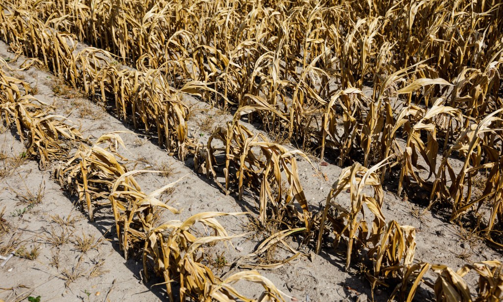 The long, leguminous quest to give crops nitrogen superpowers | Grist