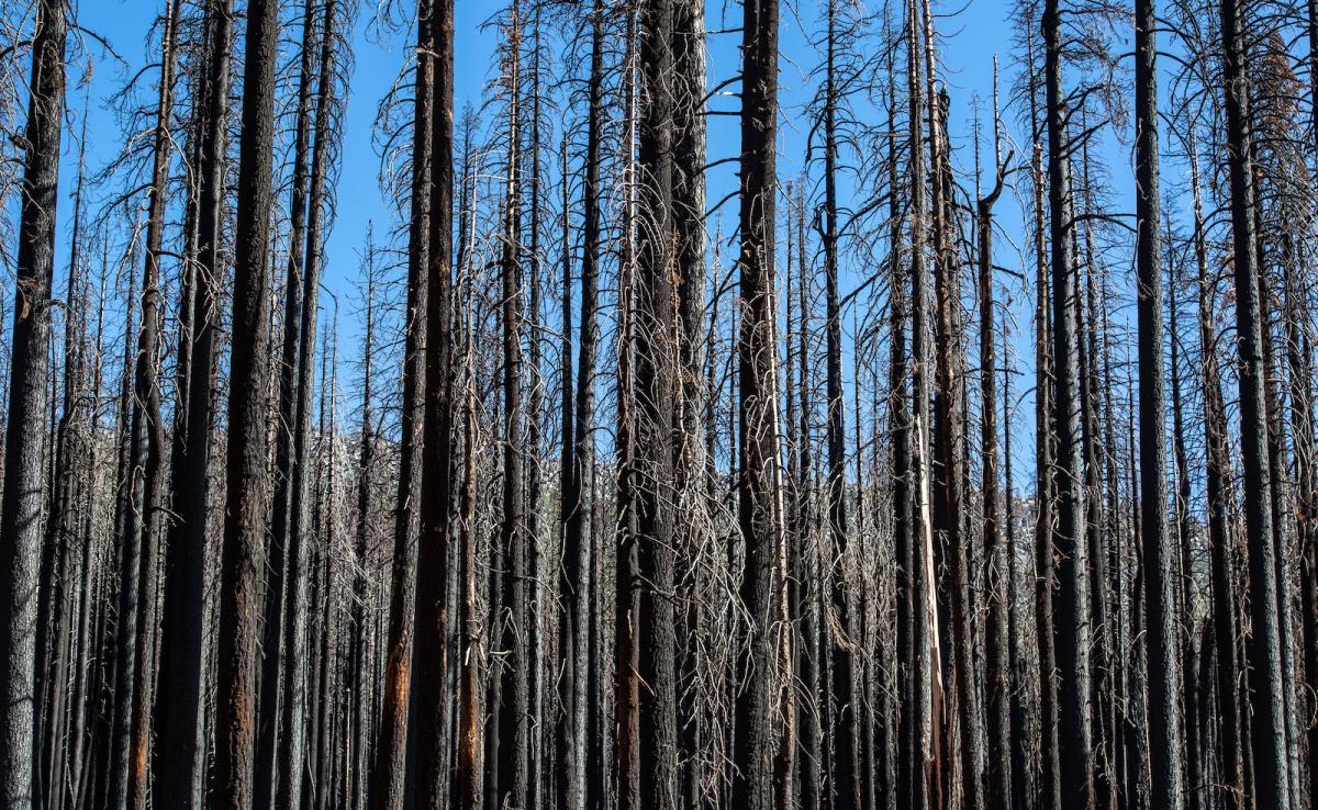 Study: Extinction threatens up to 16% of native US tree species | Grist