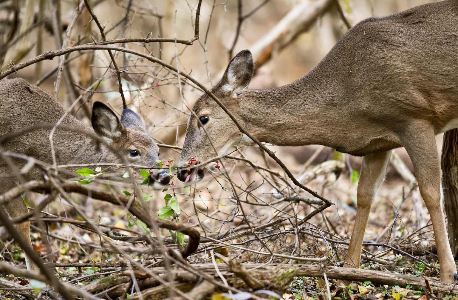 Deer are threatening American forests. Is more hunting the solution ...