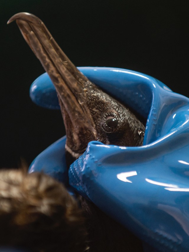 Ocean oil pollution is growing — and not from oil spills | Grist