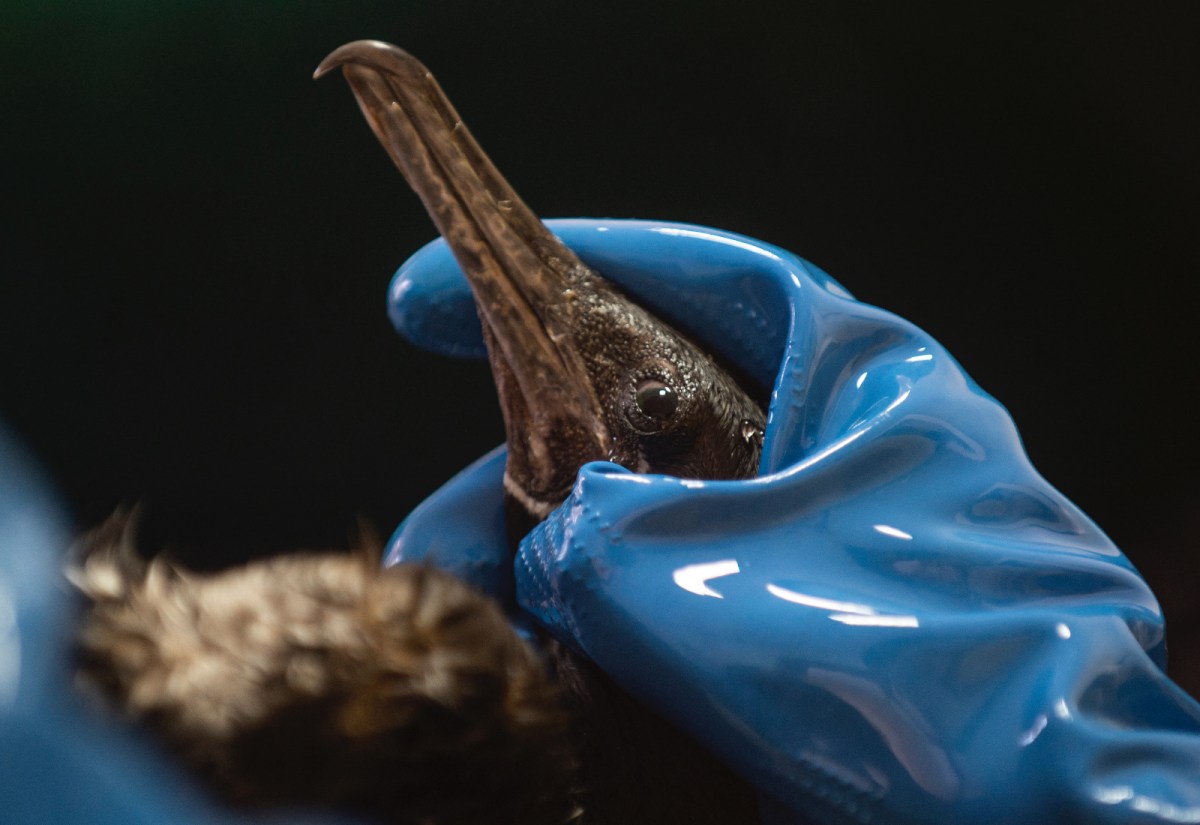 Ocean oil pollution is growing — and not from oil spills | Grist