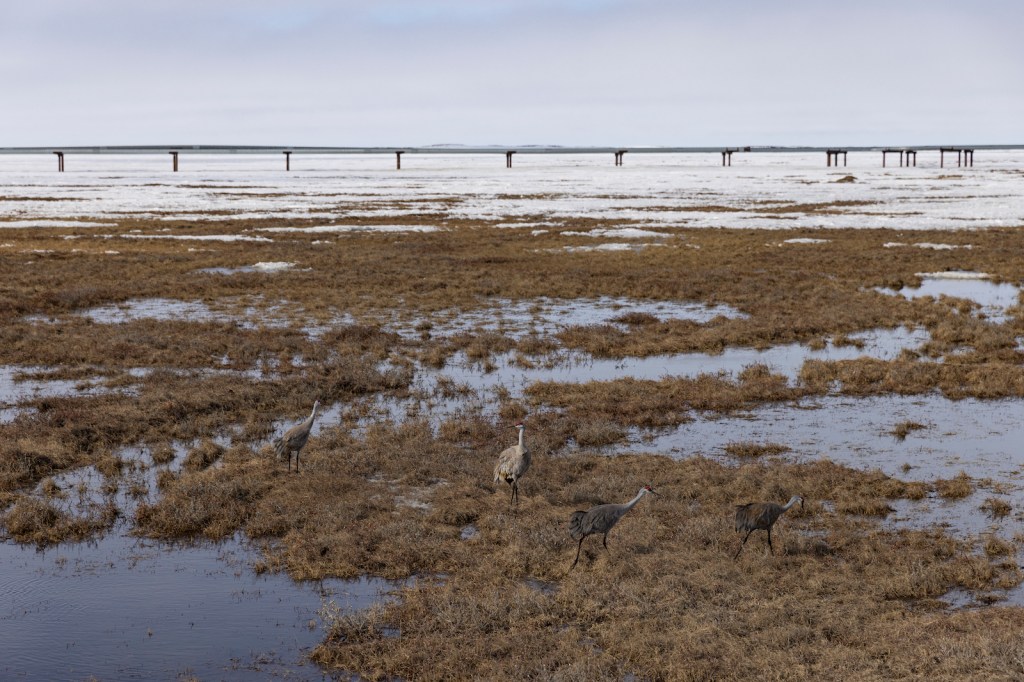 Can ConocoPhillips’ Willow project survive Alaska’s thawing permafrost ...