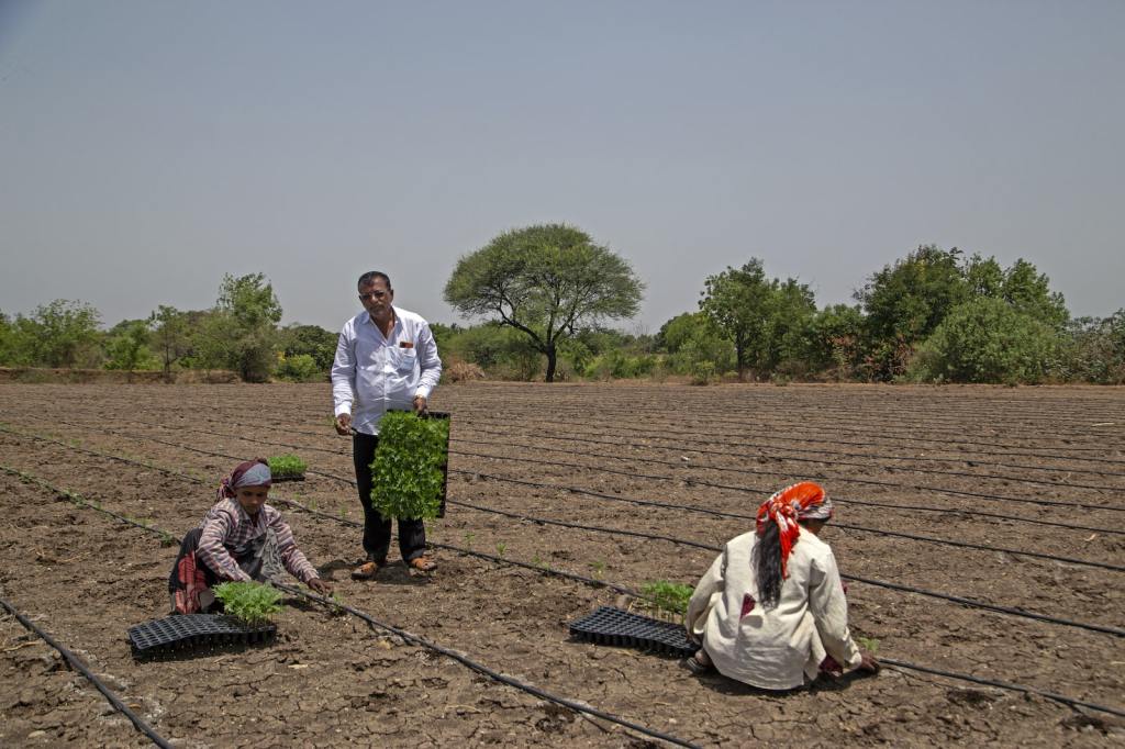 The rebirth of Hiware Bazar | Grist