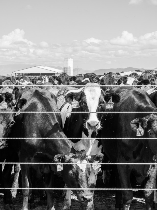 The Cochise County Groundwater Wars | Grist