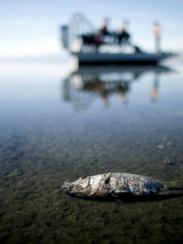 California's Salton Sea was an aquatic oasis. Now it's a toxic death ...