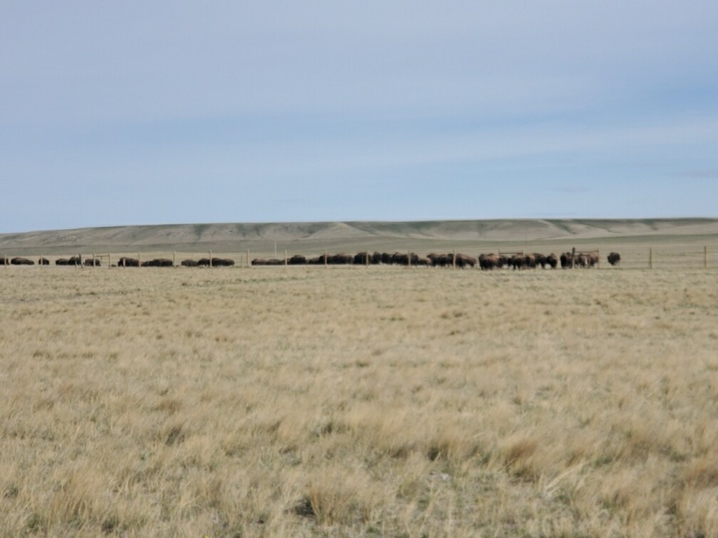Bringing back bison is an environmental boon — and a logistical mess ...