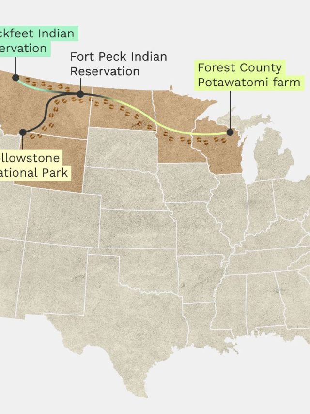 Bringing back bison is an environmental boon — and a logistical mess ...
