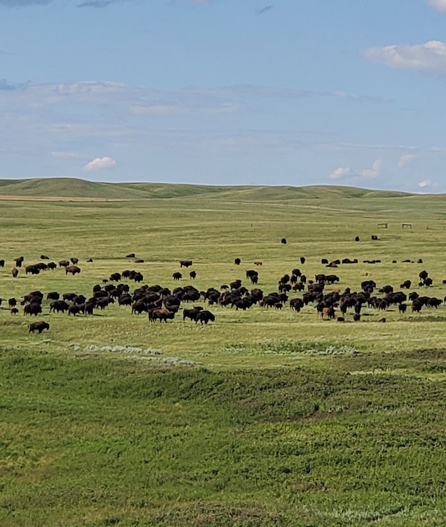 Bringing back bison is an environmental boon — and a logistical mess ...