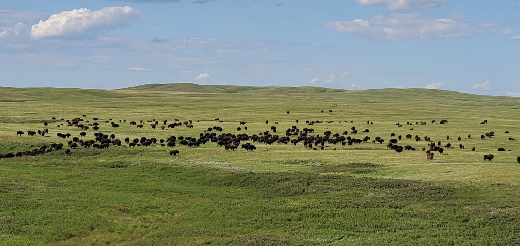 Bringing back bison is an environmental boon — and a logistical mess ...