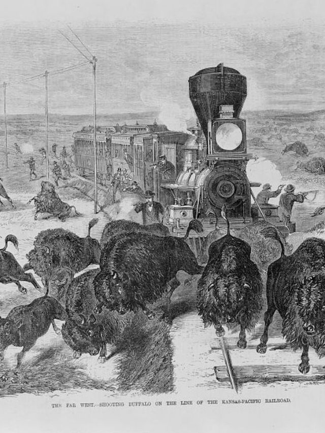 Bringing back bison is an environmental boon — and a logistical mess ...