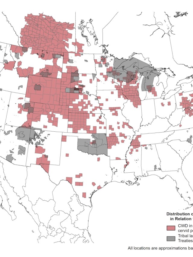 Dogs are sniffing out a legacy of pollution on the Blackfeet Nation | Grist