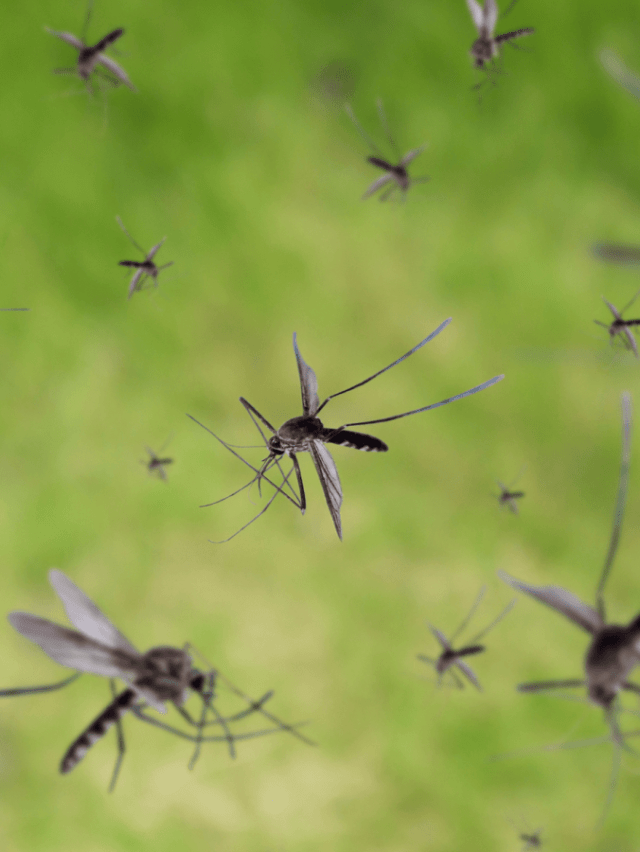 How a looming El Niño could fuel the spread of infectious disease | Grist