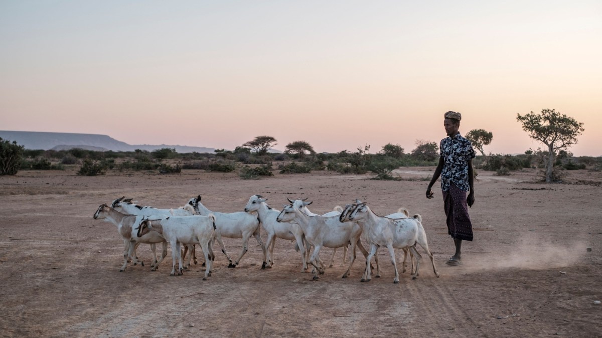 Humanitarian aid is no match for climate-fueled drought in Somalia | Grist