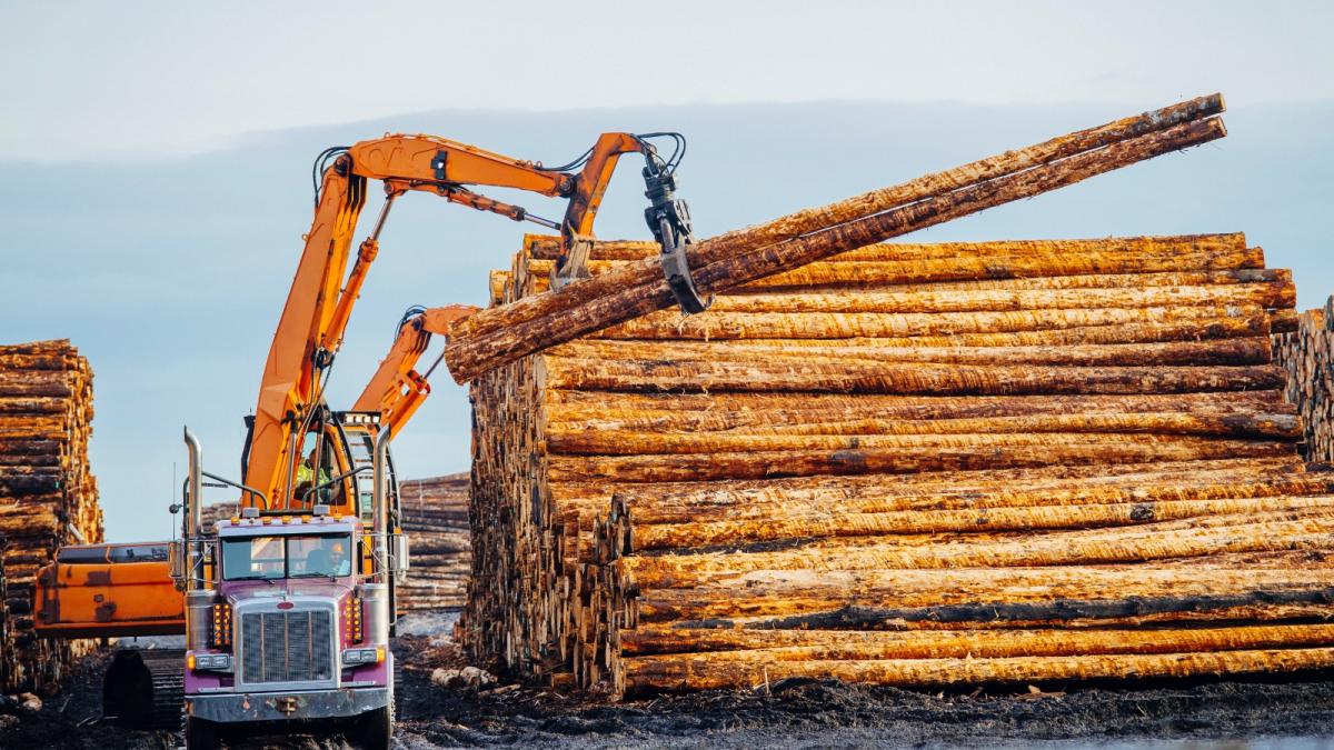 Wood isn't the climate-friendly material you think it is | Grist