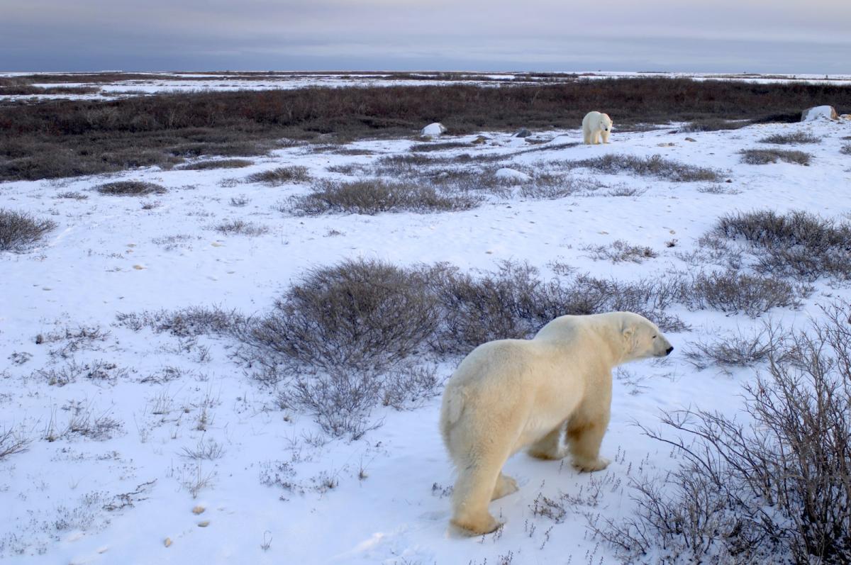 Why the climate movement doesn’t talk about polar bears anymore | Grist