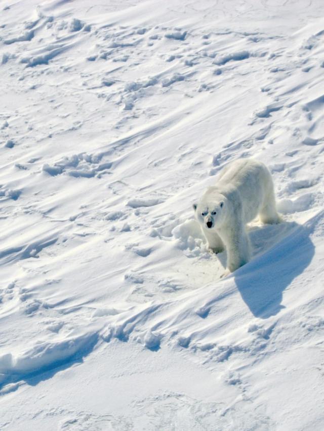 Why the climate movement doesn’t talk about polar bears anymore | Grist