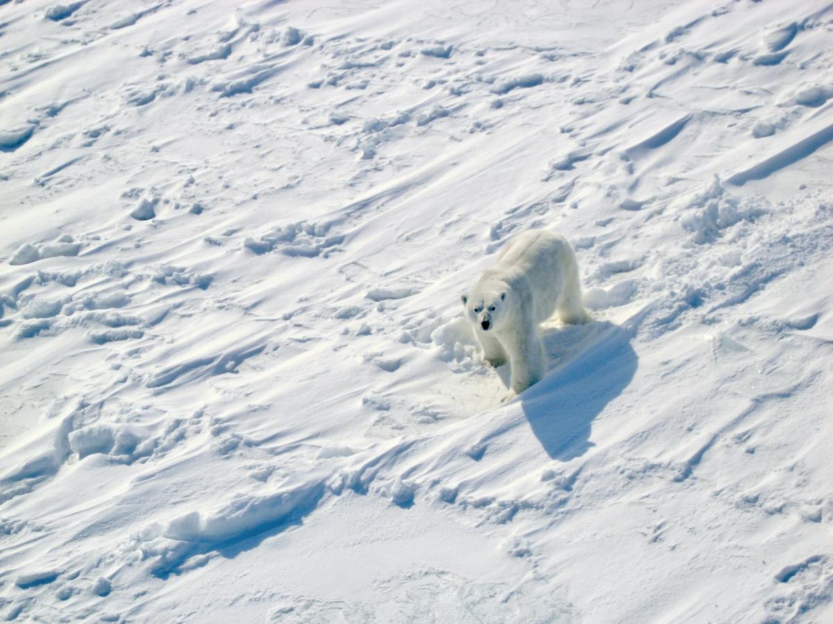 Why the climate movement doesn’t talk about polar bears anymore | Grist