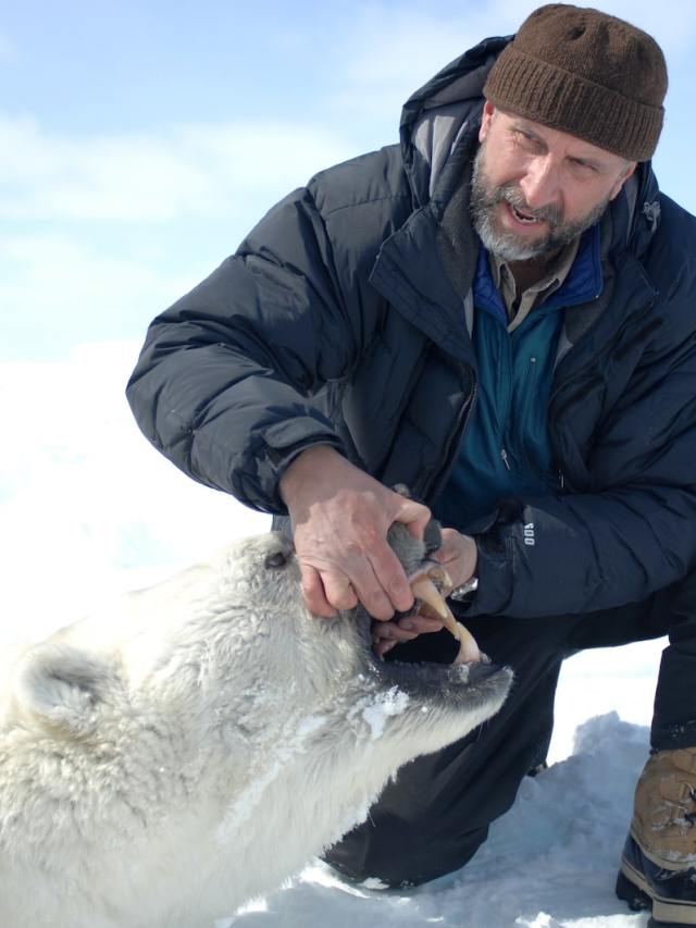 Why the climate movement doesn’t talk about polar bears anymore | Grist