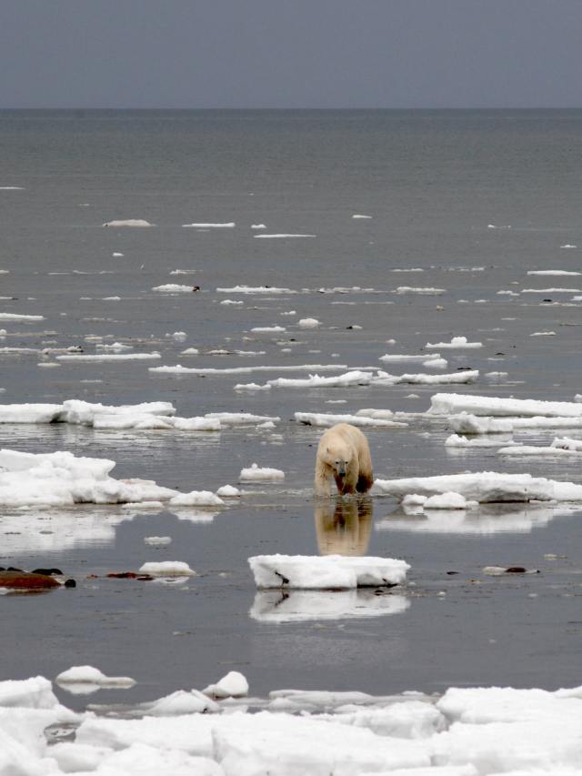 Why the climate movement doesn’t talk about polar bears anymore | Grist