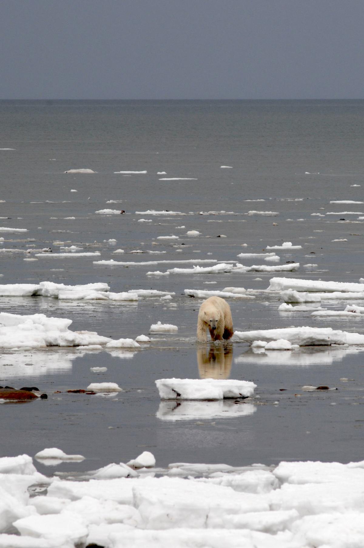 Why the climate movement doesn’t talk about polar bears anymore | Grist