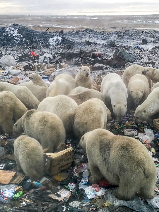Why the climate movement doesn’t talk about polar bears anymore | Grist