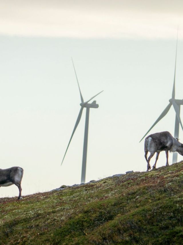Norway's largest wind farm violates Indigenous rights. Why won't ...