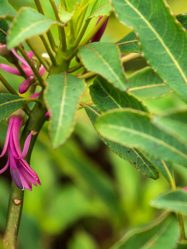 Invasive species have created a cycle of wildfire in Hawaiʻi. Can Maui ...