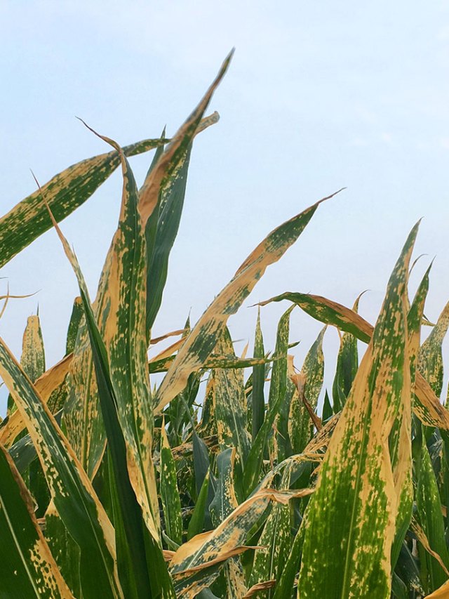 The next pandemic could be plants | Grist