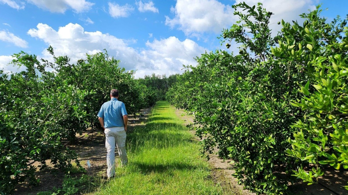 Climate change gives you citrus from the Peach State | Grist