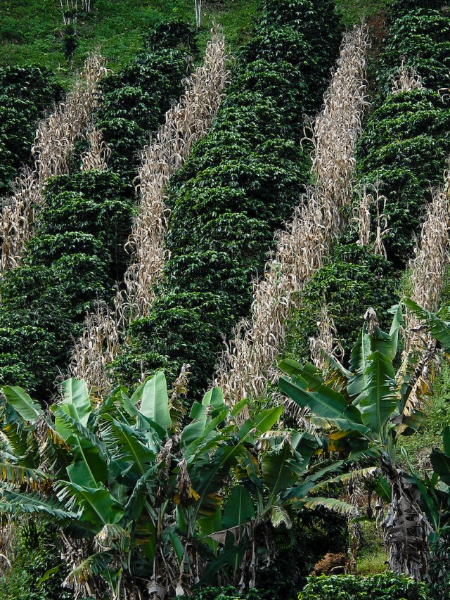 The next pandemic could be plants | Grist