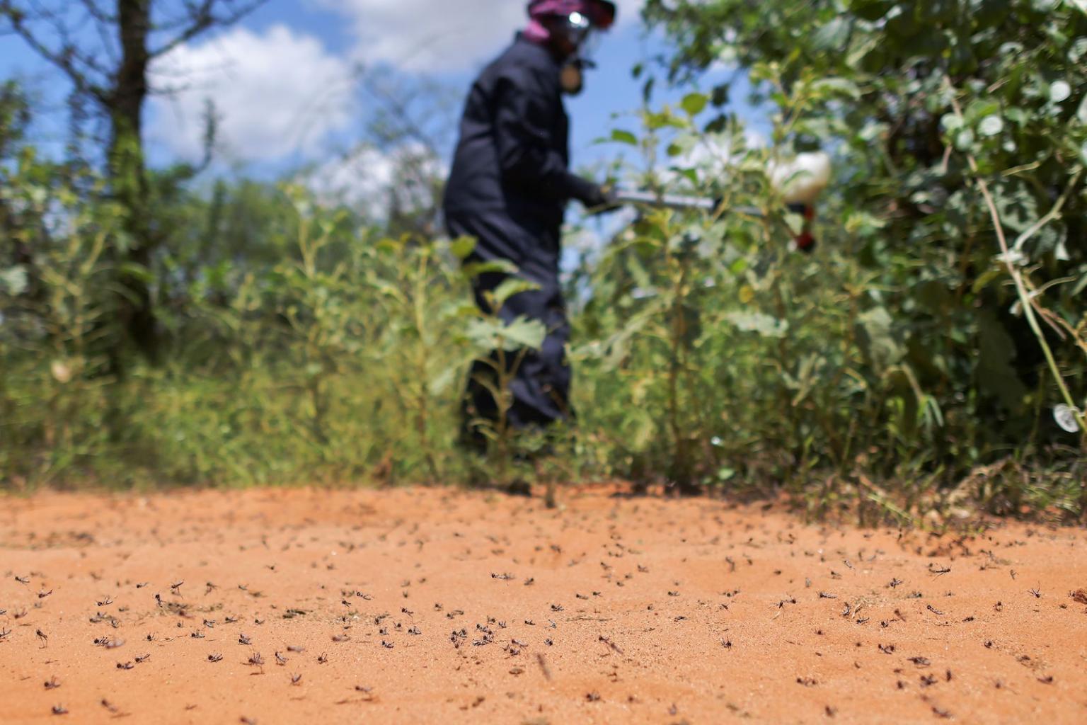 How UN-procured pesticides took a toxic toll on Kenyan farmers | Grist