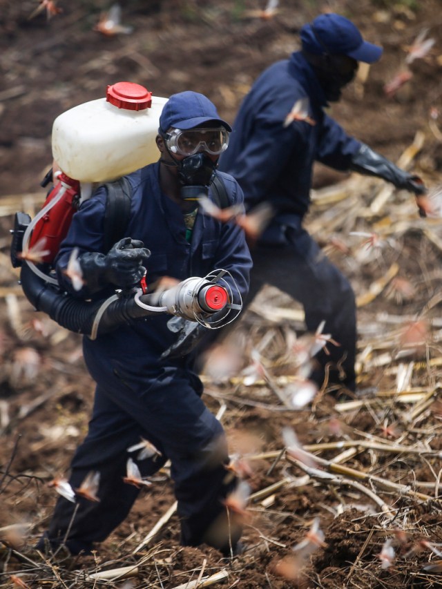 How UN-procured pesticides took a toxic toll on Kenyan farmers | Grist