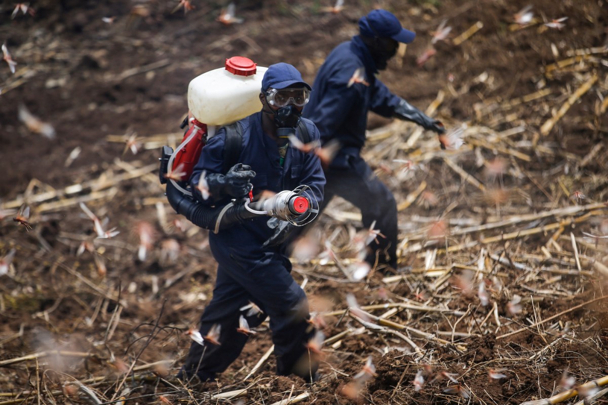 How UN-procured pesticides took a toxic toll on Kenyan farmers | Grist
