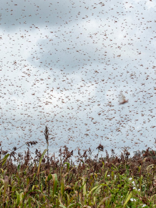 How UN-procured pesticides took a toxic toll on Kenyan farmers | Grist