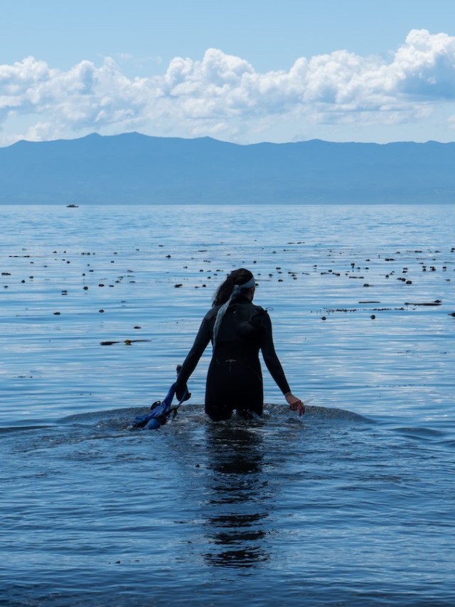 The kelp business is booming. Can regulators keep up? | Grist