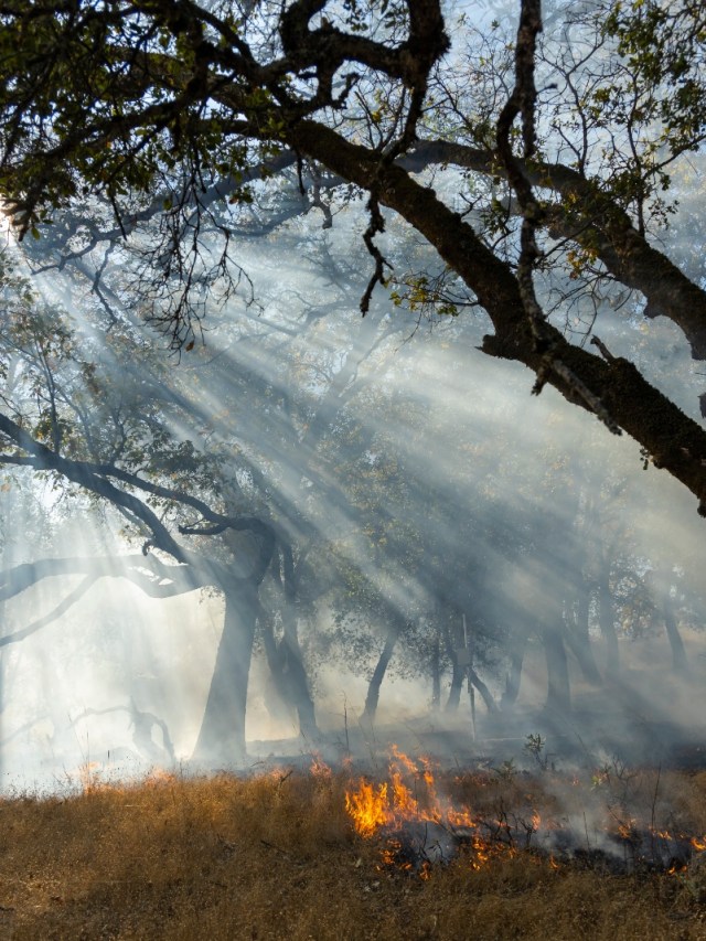 Prescribed burns could help prevent wildfires in the West | Grist