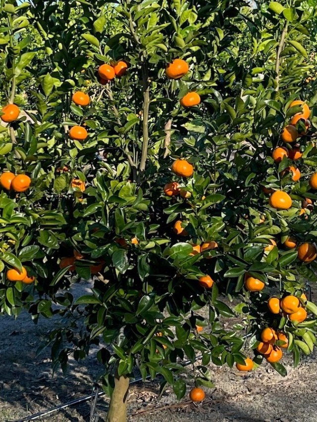 Climate change gives you citrus from the Peach State | Grist