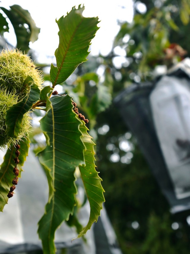 The American chestnut tree is coming back. Who is it for? | Grist