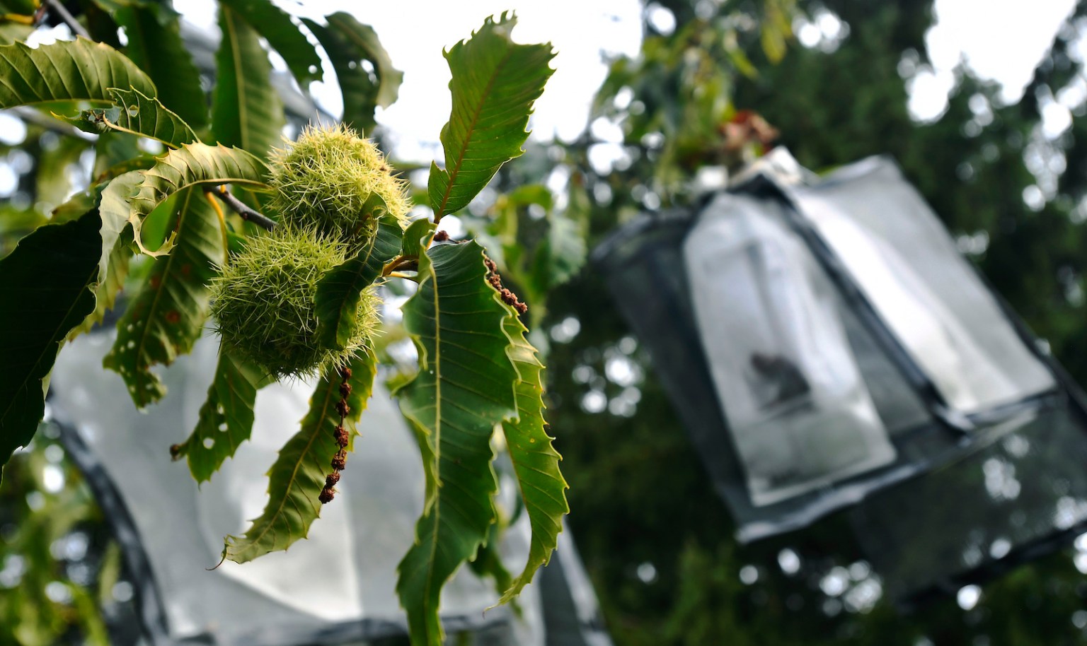 The American chestnut tree is coming back. Who is it for? | Grist
