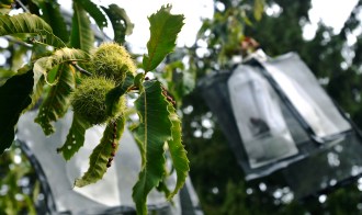 The American chestnut tree is coming back. Who is it for? | Grist